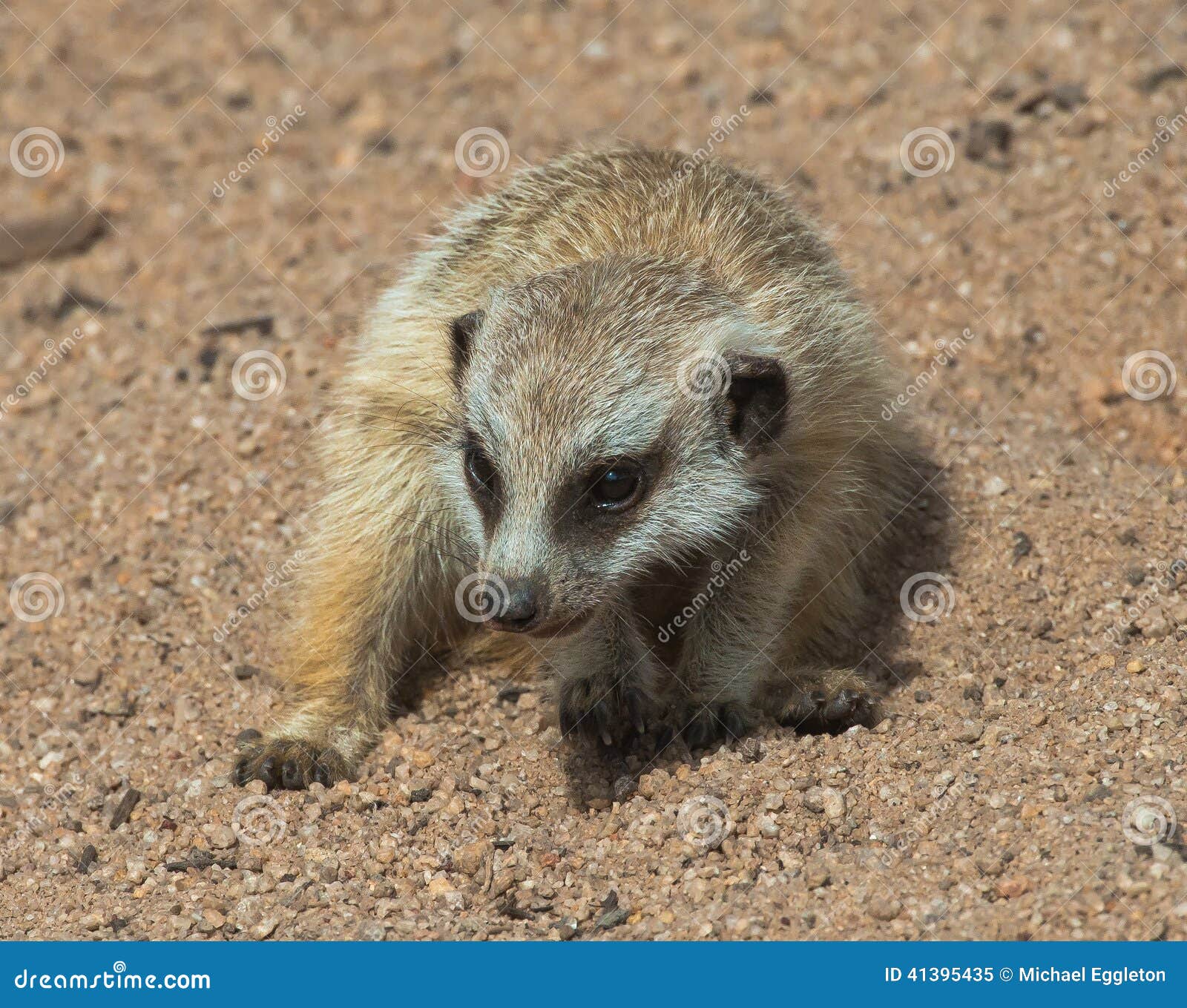Baby Meerkat stock image. Image of solitary, alone, digging - 41395435