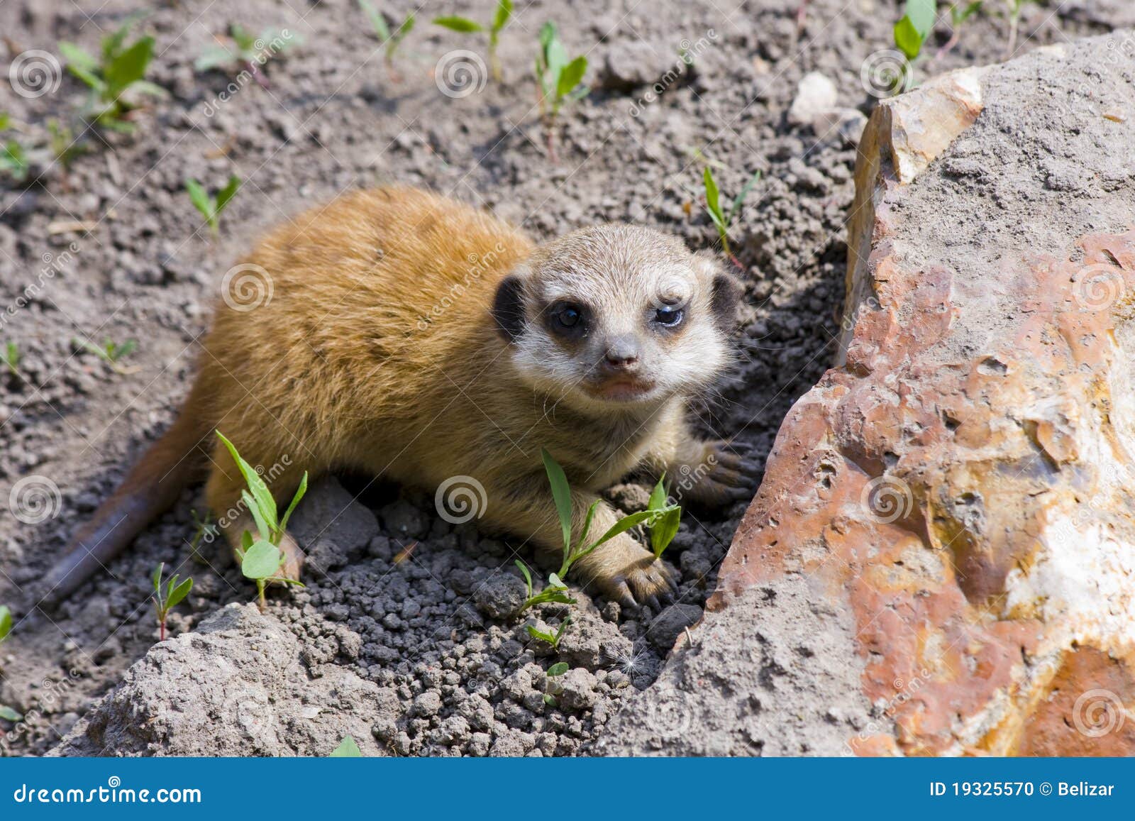 Baby Meerkat (Suricata Suricatta) Stock Photo - Image of mammals ...