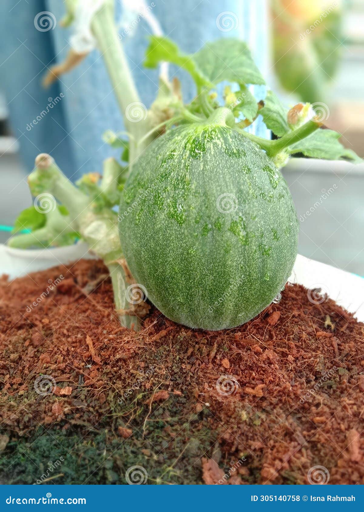 Baby melon growing up stock photo. Image of nature, baby - 305140758