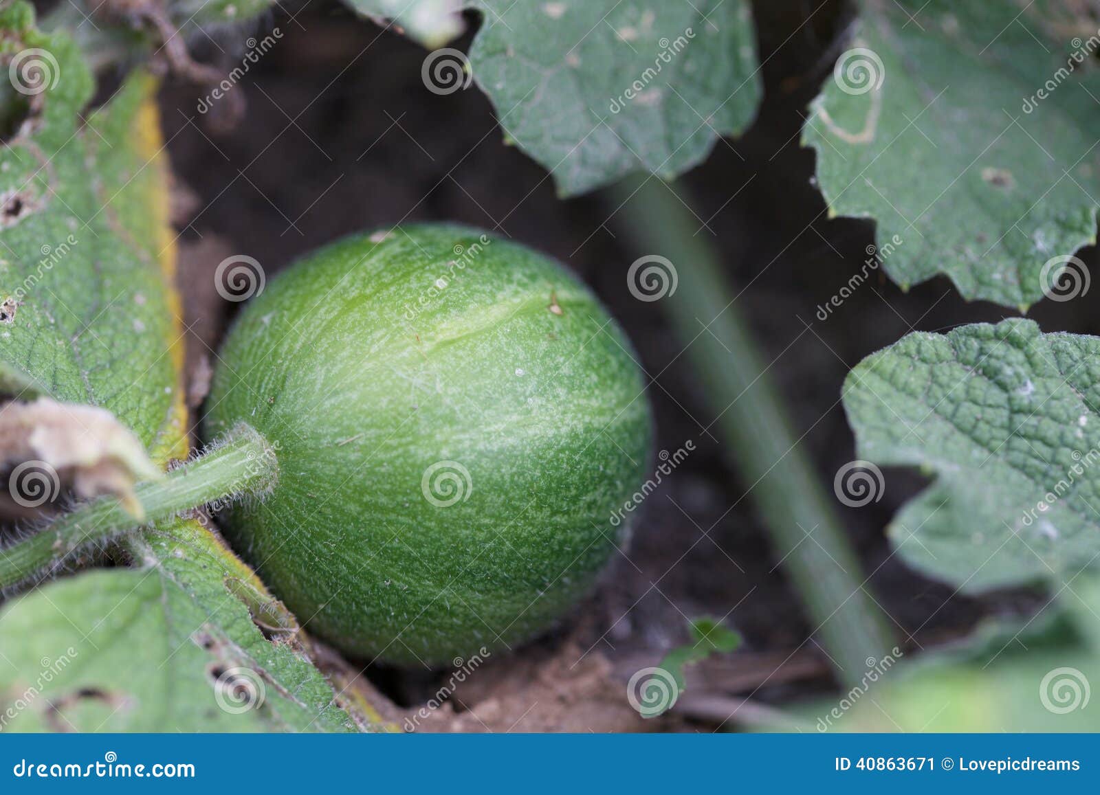 Baby-Melone stockbild. Bild von organisch, bauernhof - 40863671