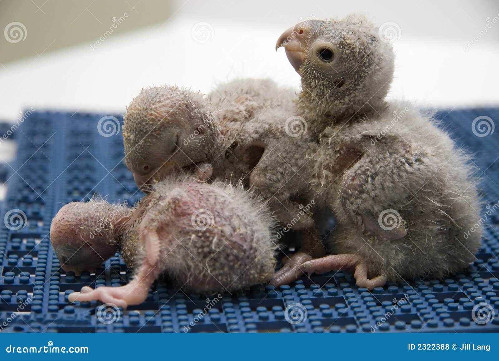 Newborn Baby Parakeets