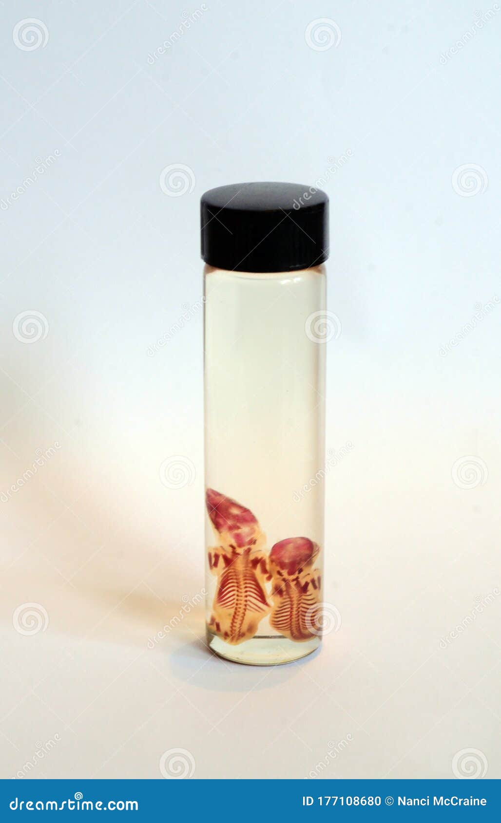 Mice Embryos In Scientific Vial For Research Stock Photo ...