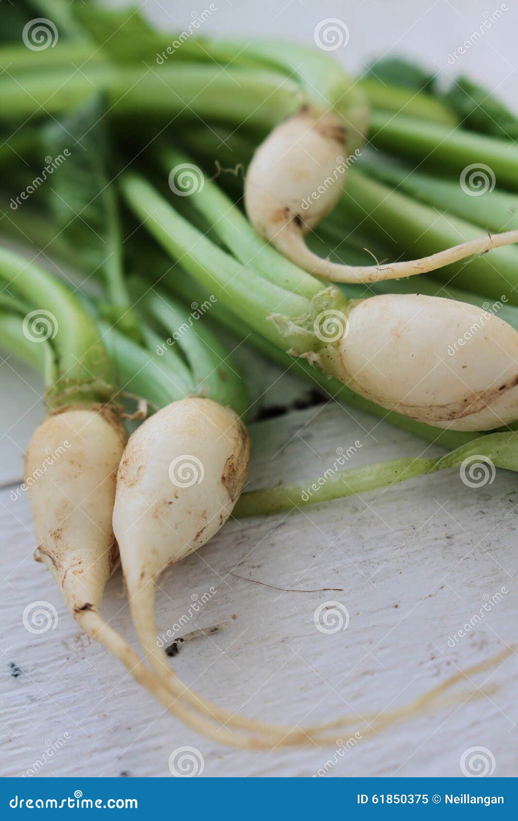 Micro Turnips Stock Photos - Free & Royalty-Free Stock Photos from ...