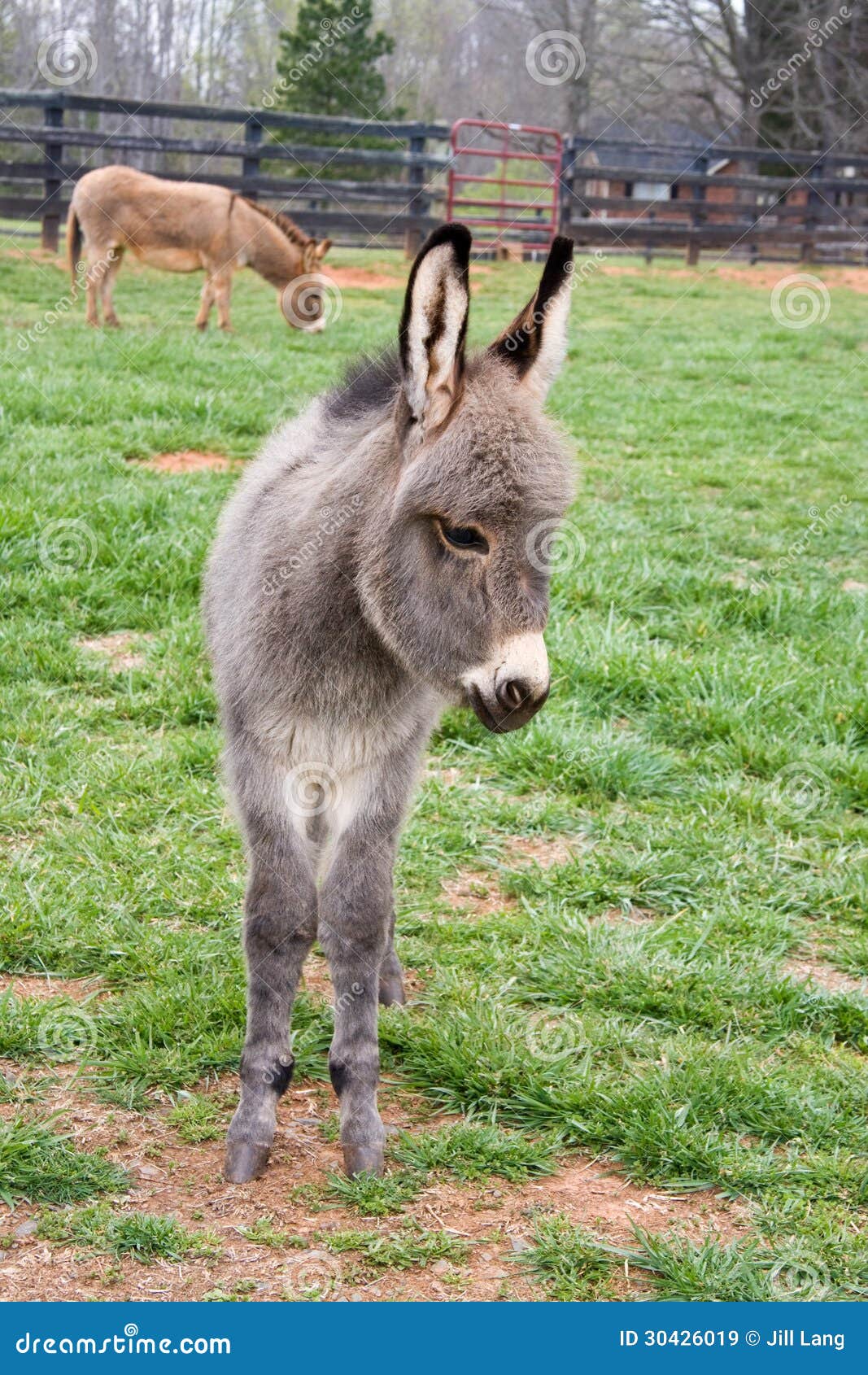Baby Mini Donkey