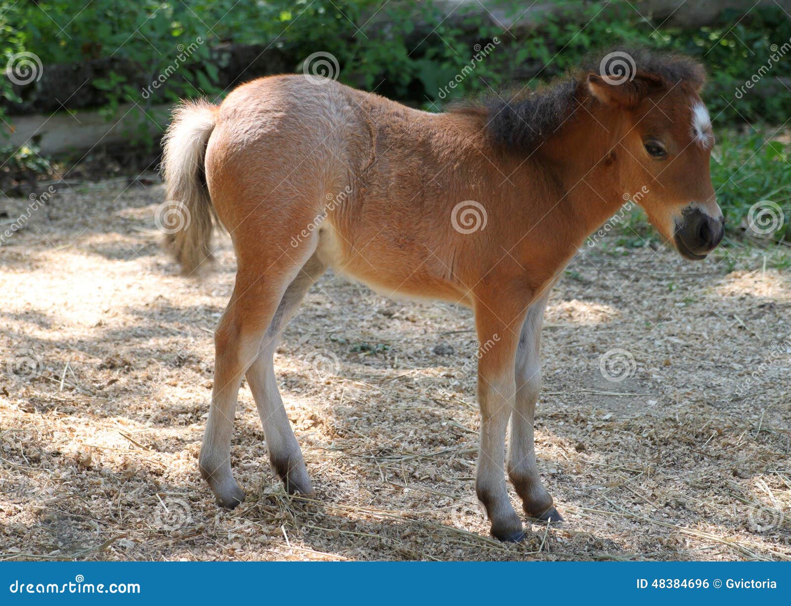 Baby miniature horse stock photo. Image of young, head - 48384696