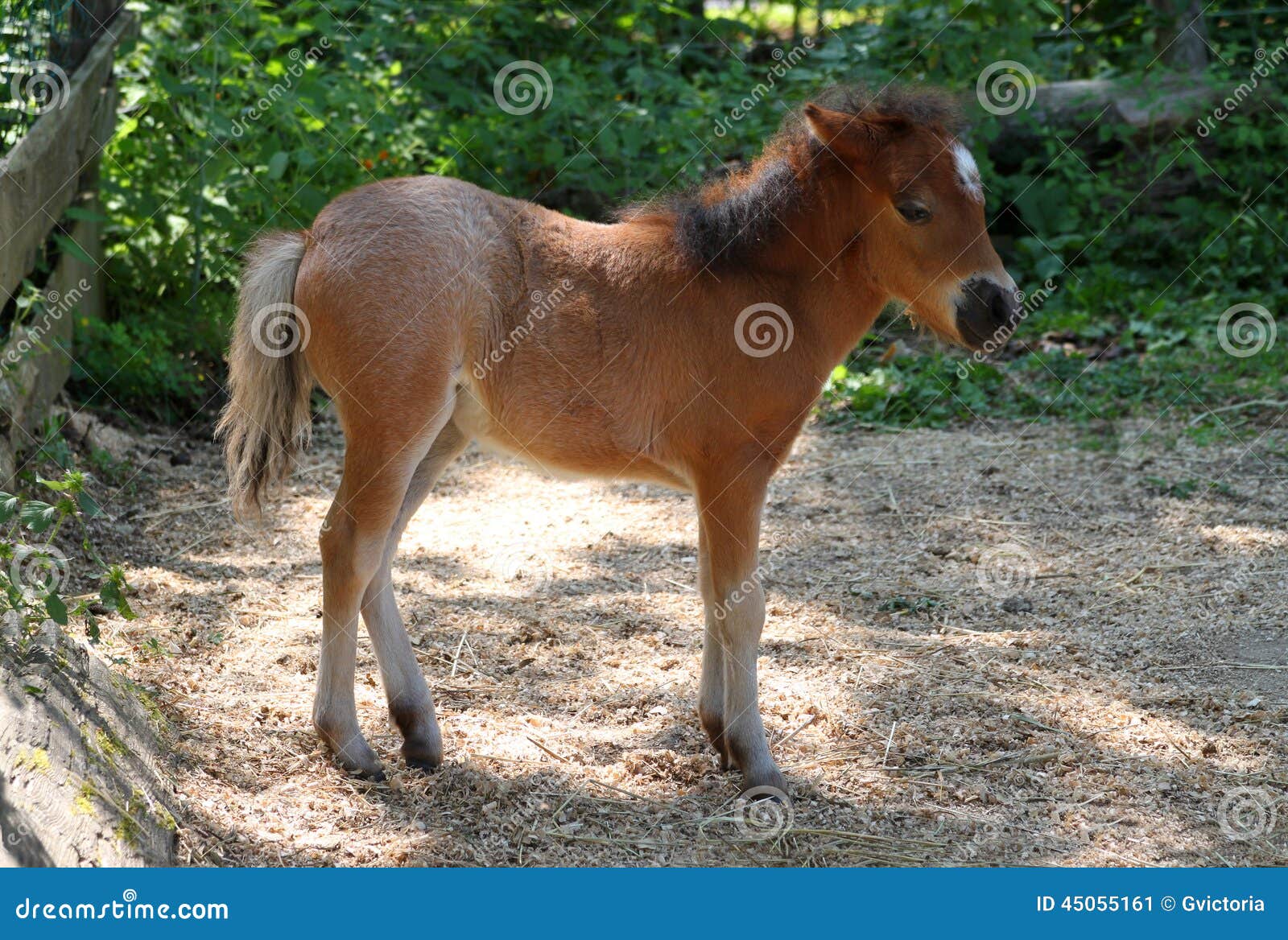 Baby miniatuurpaard stock afbeelding. Image of manen - 45055161