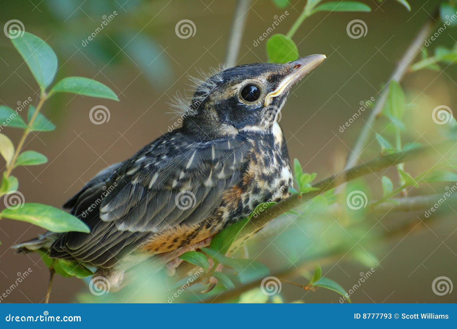 Fledgling Mockingbird