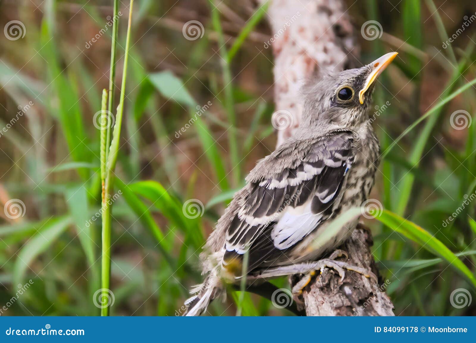 Mockingbird Fledgling