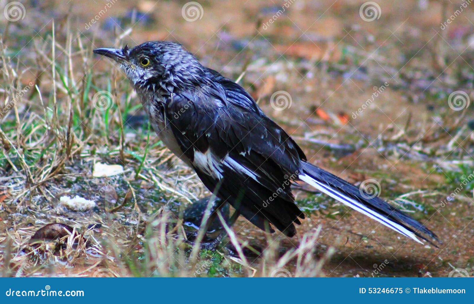 Baby Mockingbird-rain stock image. Image of eyes, rain - 53246675