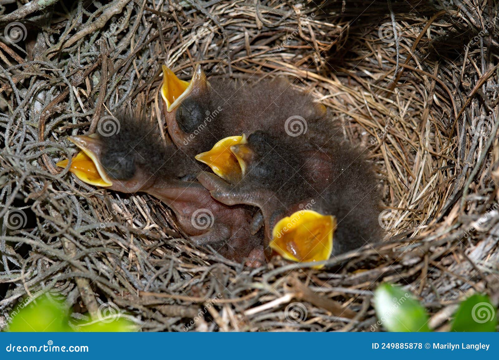 Baby Mockingbirds stock photo. Image of beak, leaf, bird - 249885878