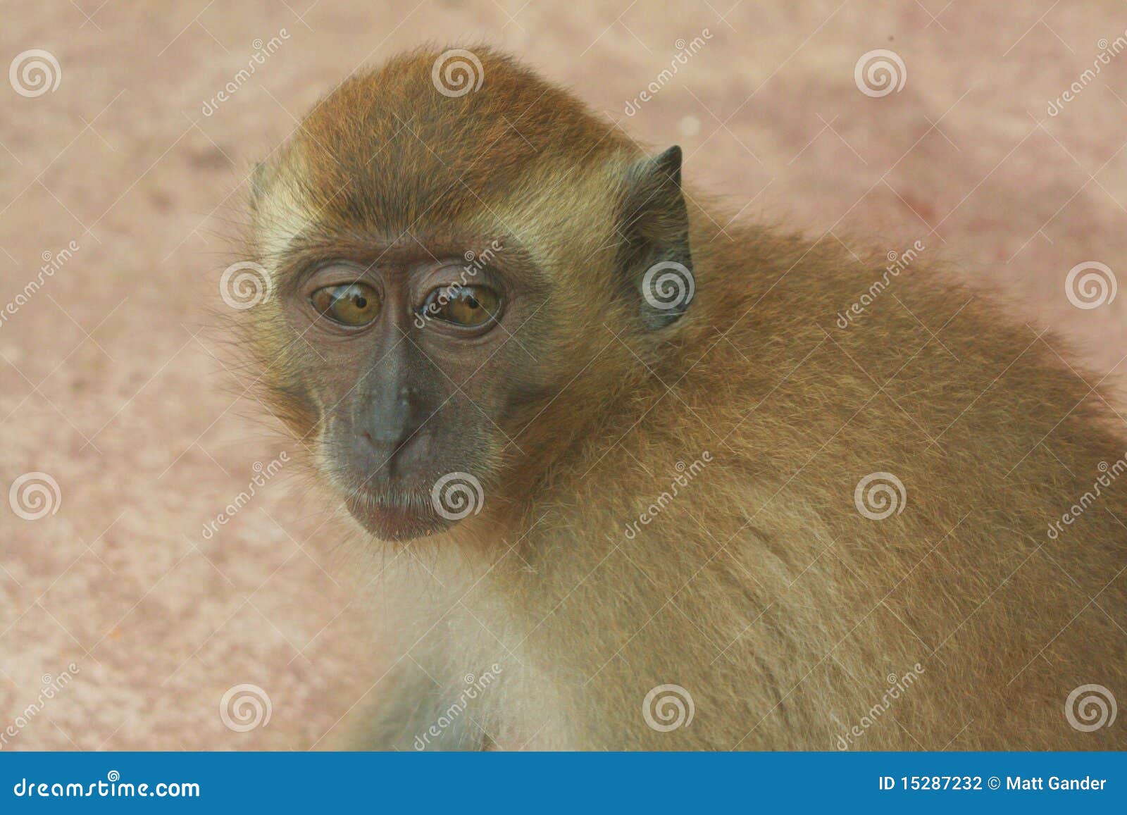 Baby Mokey stock photo. Image of long, nose, small, feild - 15287232
