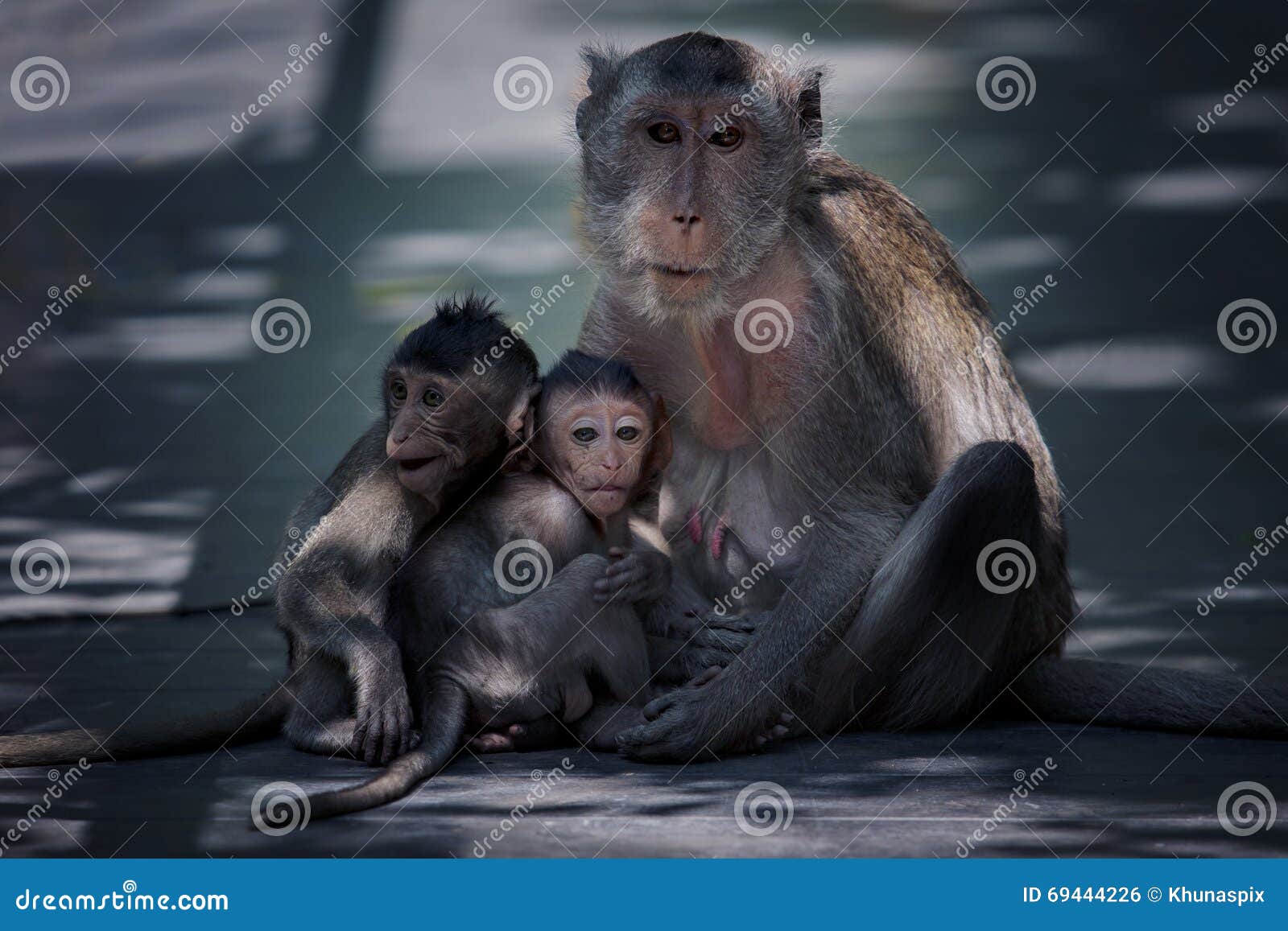 Baby and Mom of Monkey Family Stock Photo - Image of wild, love: 69444226