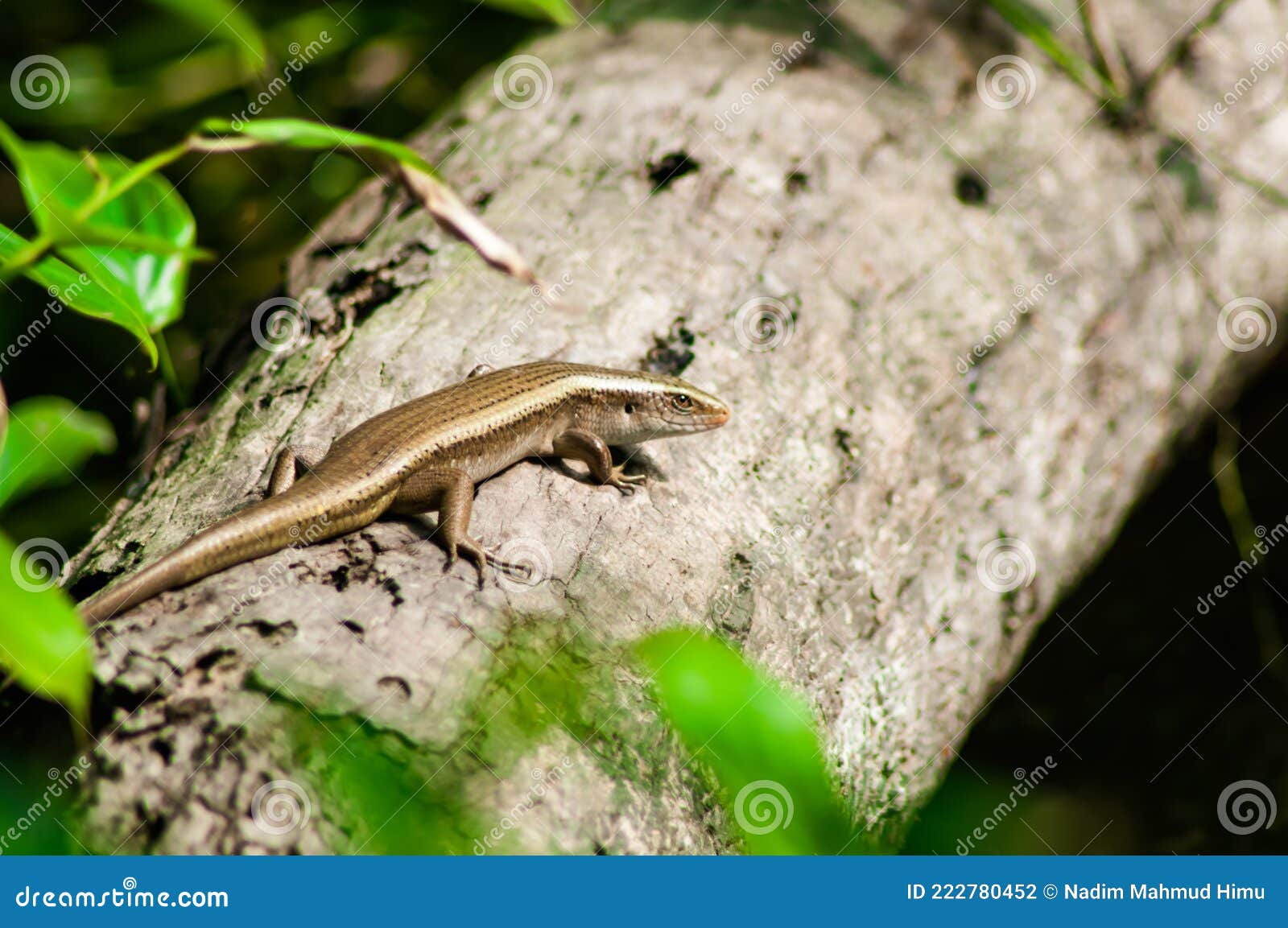 The Baby Monitor Lizard on the Tree. Newly Hatched Monitor Lizard on ...