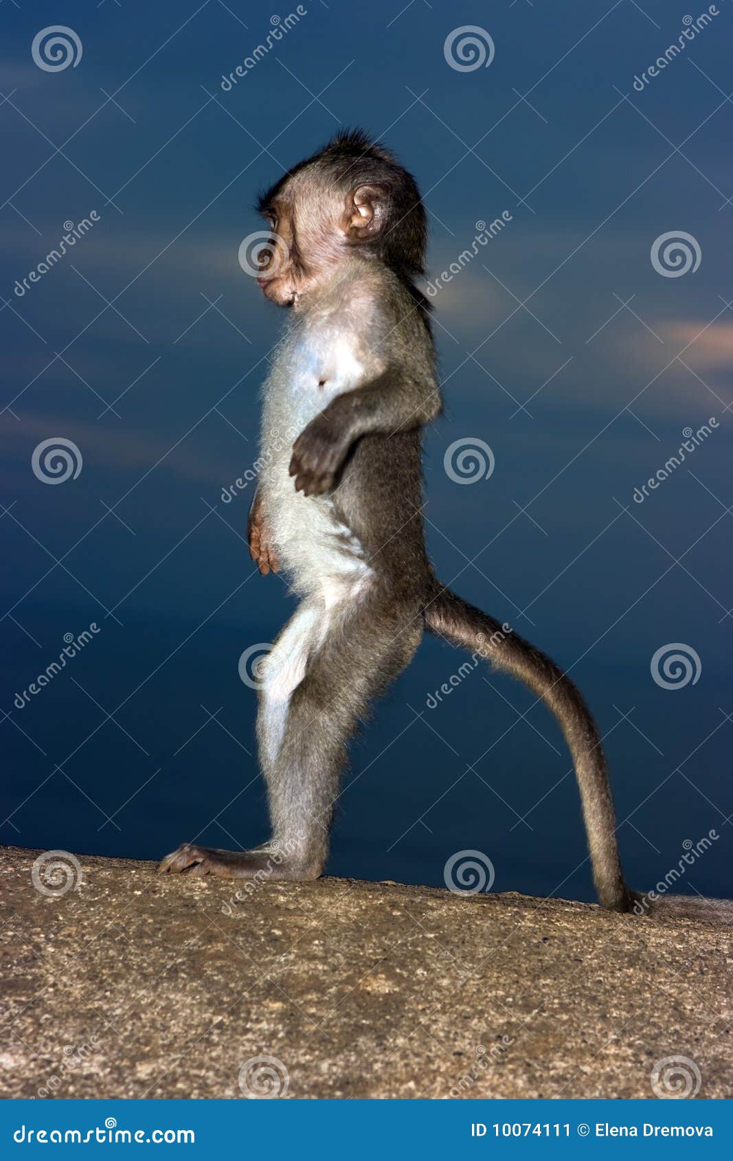 Baby monkey stock image. Image of indonesia, tropics - 10074111