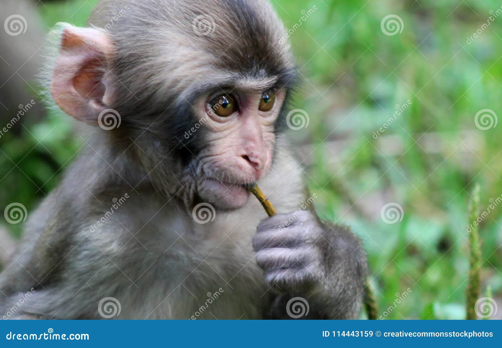 Baby Monkey Picture. Image: 114443159