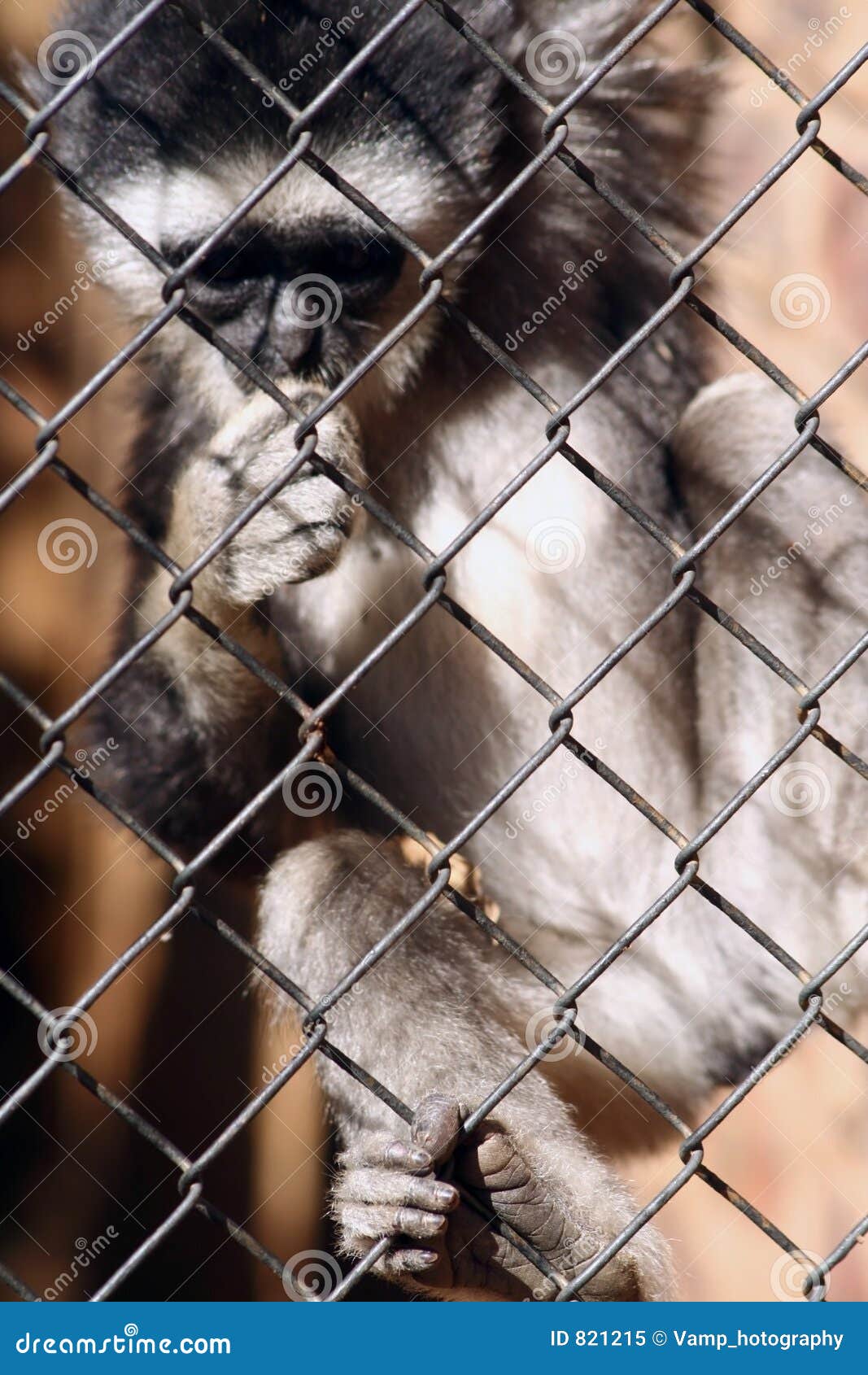 Baby Monkey stock image. Image of monkeys, monkey, cage - 821215