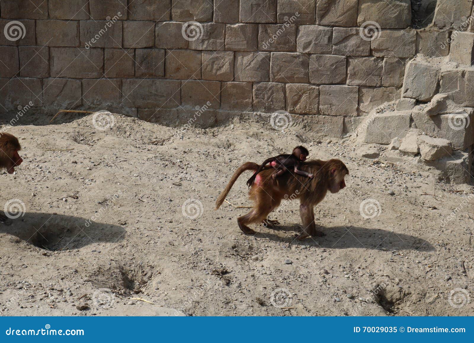 Baby monkey stock image. Image of apen, vader, monkey - 70029035