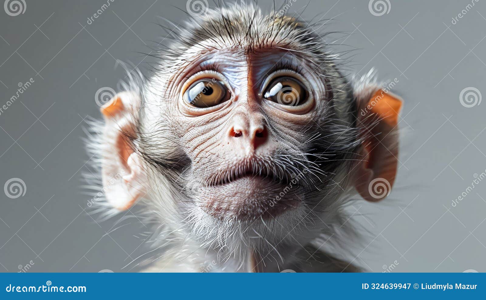 A Baby Monkey with Big Eyes and a Cute Face Stock Image - Image of snow ...