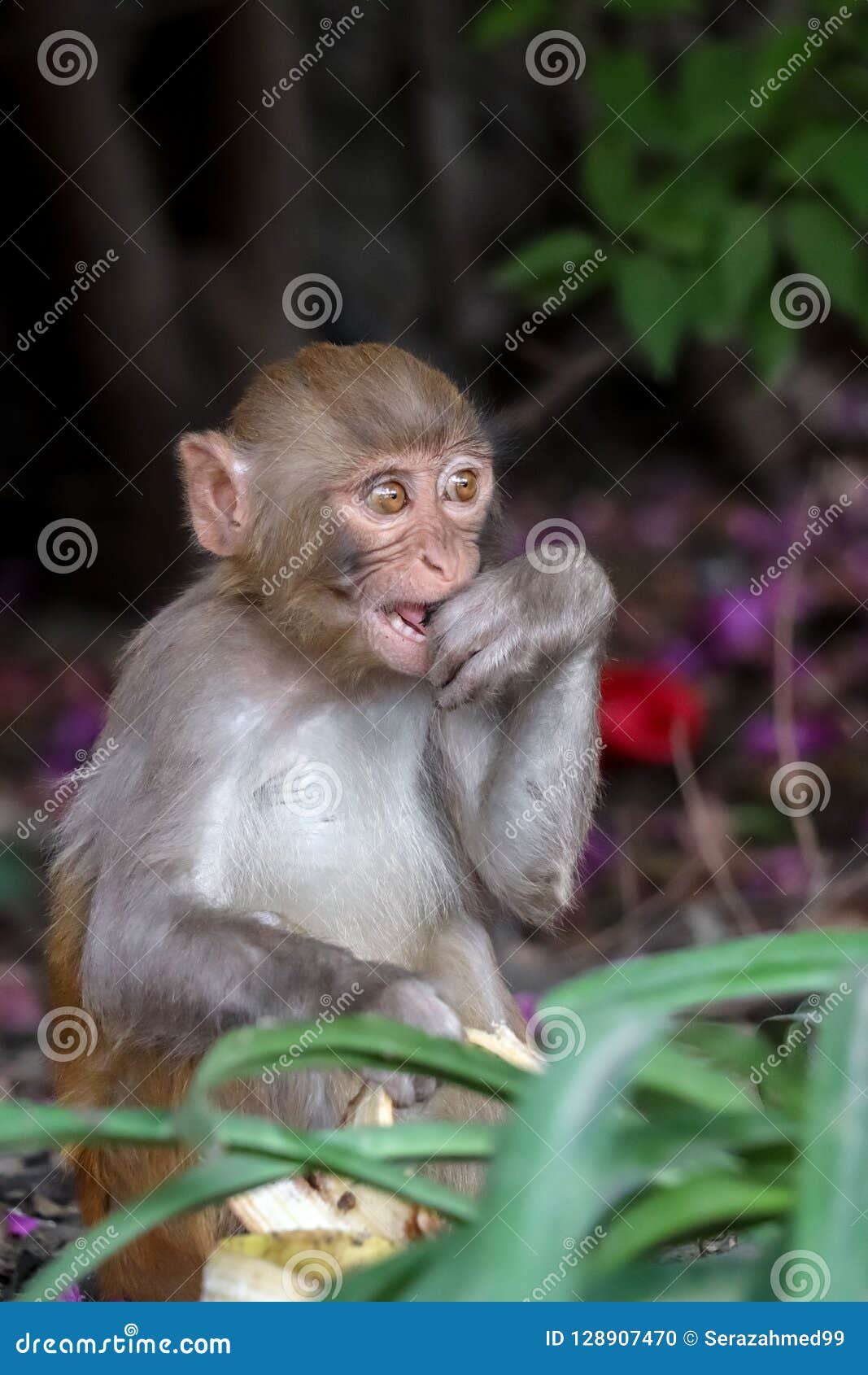 A Baby Monkey Biting Its Hand Stock Photo - Image of baby, tropical ...