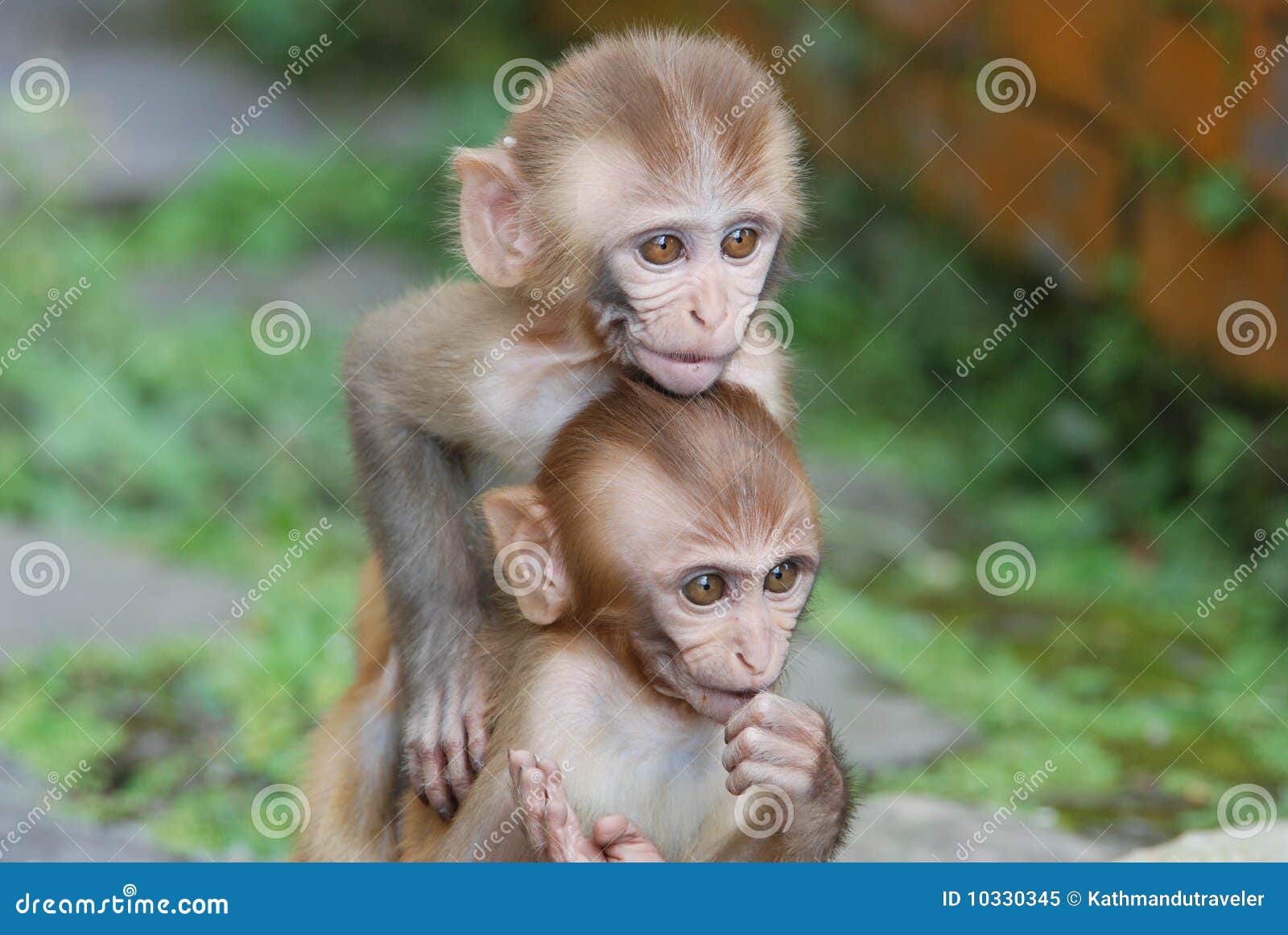 Baby Monkey Buddies stock image. Image of travel, asia - 10330345