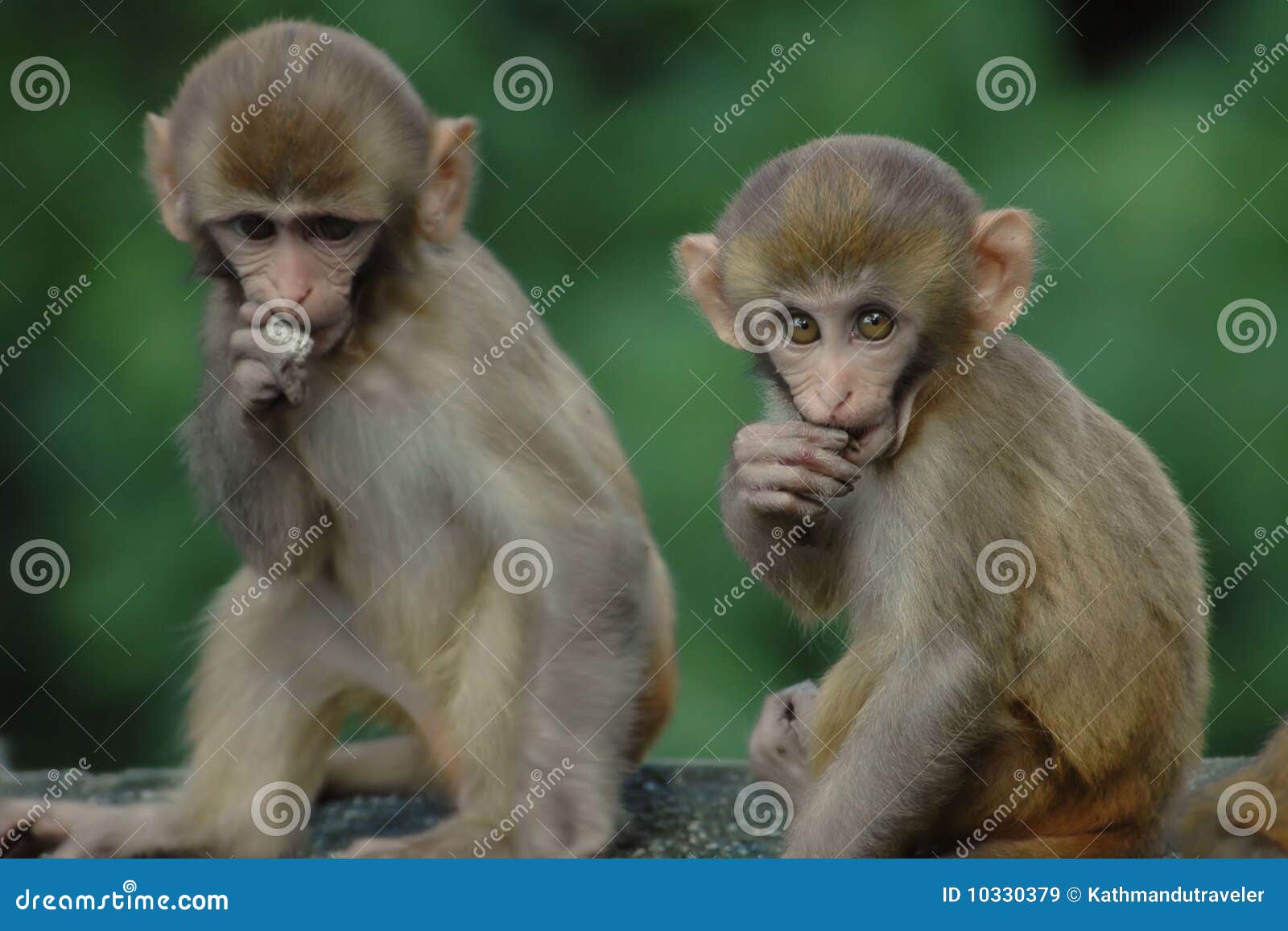 Baby Monkey Buddies stock image. Image of kathmandu, asia - 10330379