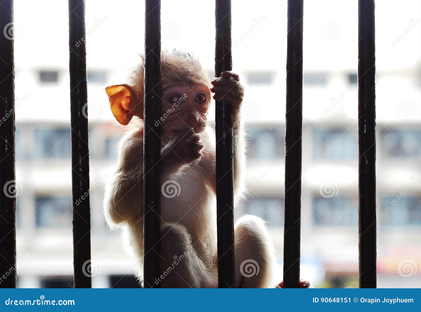 Baby Monkey stock image. Image of expressive, locked - 90648151