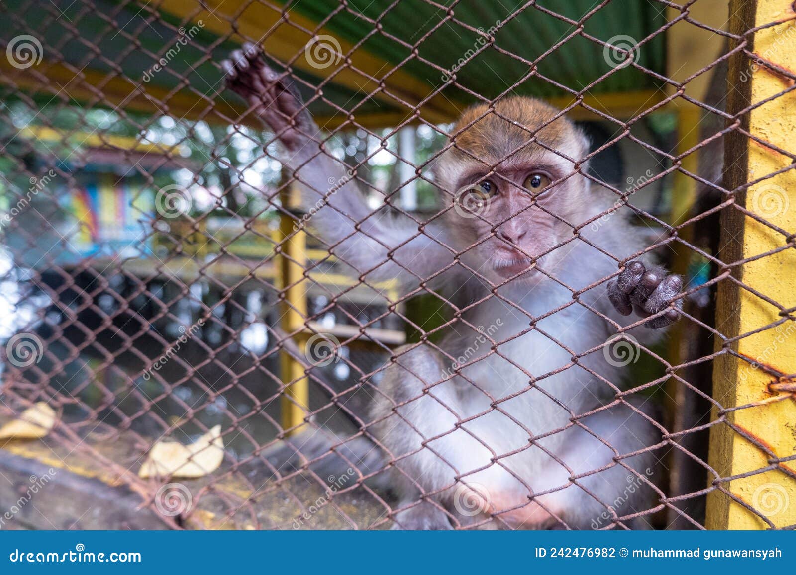 A Baby Monkey in a Cage Looks Sad and Alone Stock Photo - Image of hair ...