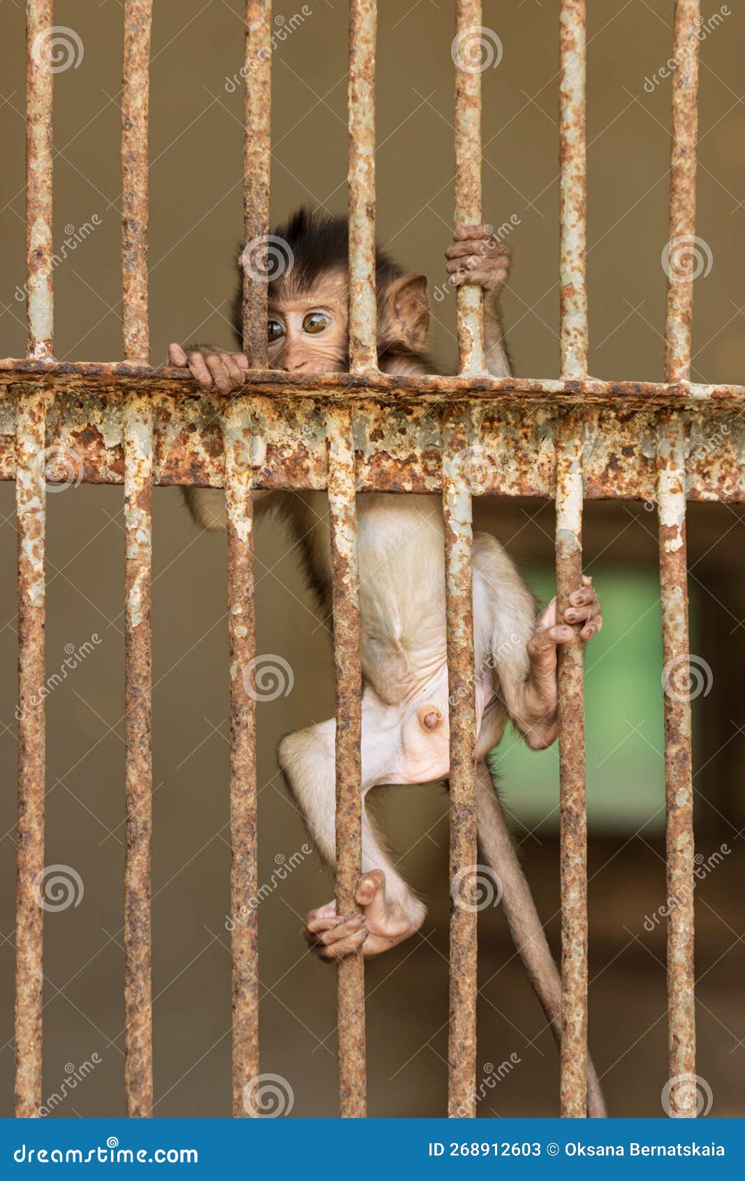 Baby Monkey in a Cage in a Nursery Stock Image - Image of care, mammal ...