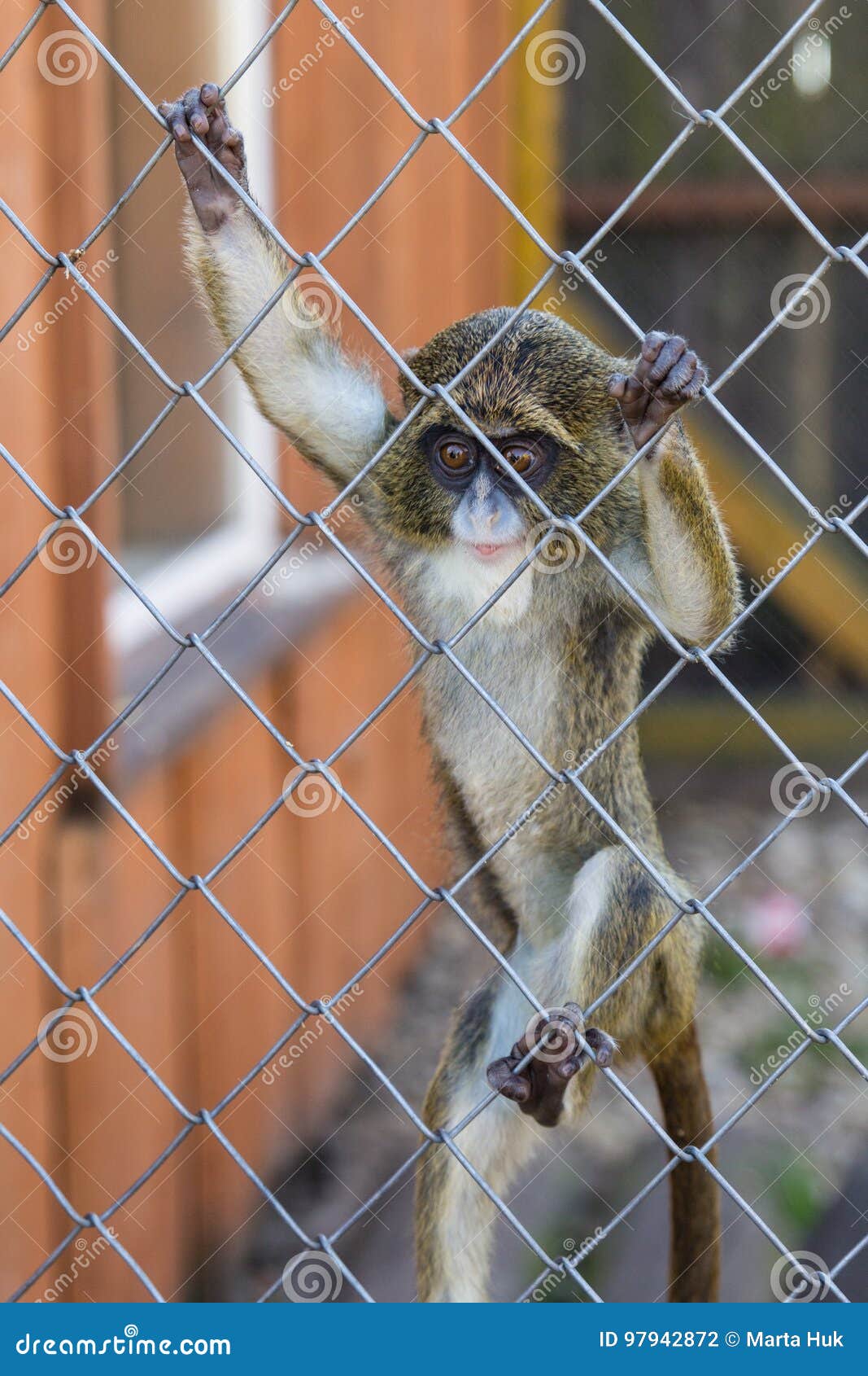 Baby monkey in cage in zoo stock photo. Image of trapped - 97942872