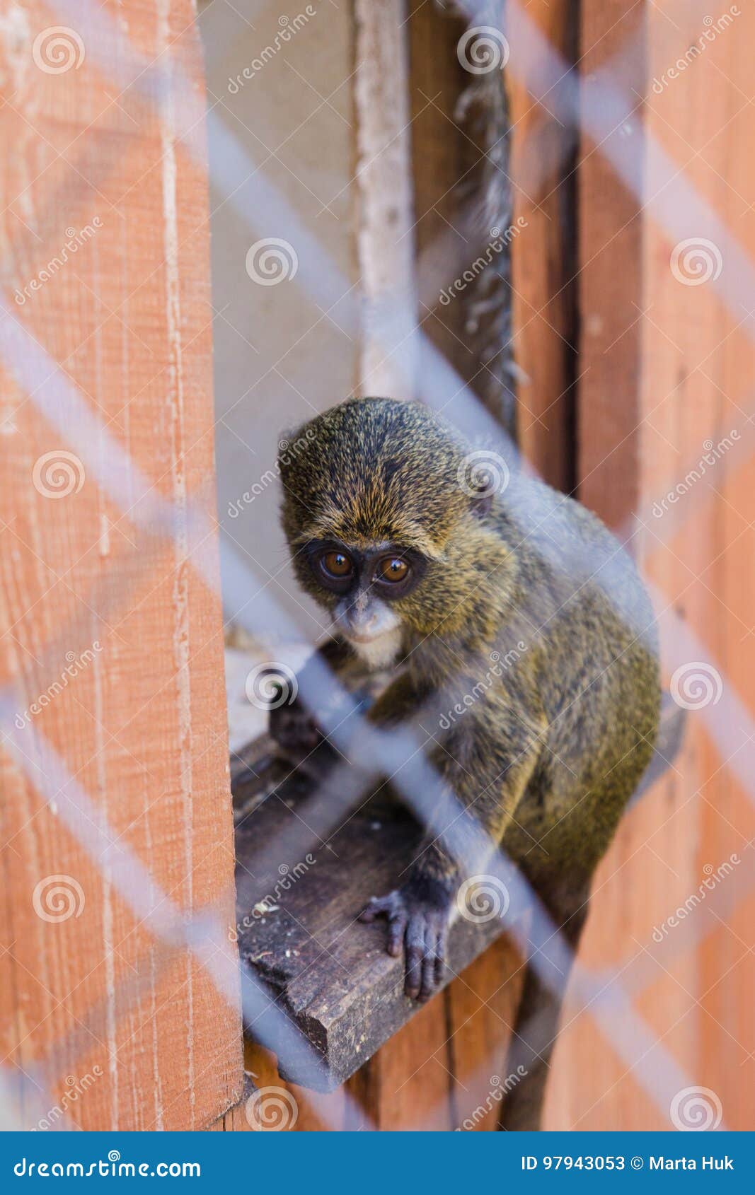 Baby monkey in cage in zoo stock image. Image of hands - 97943053