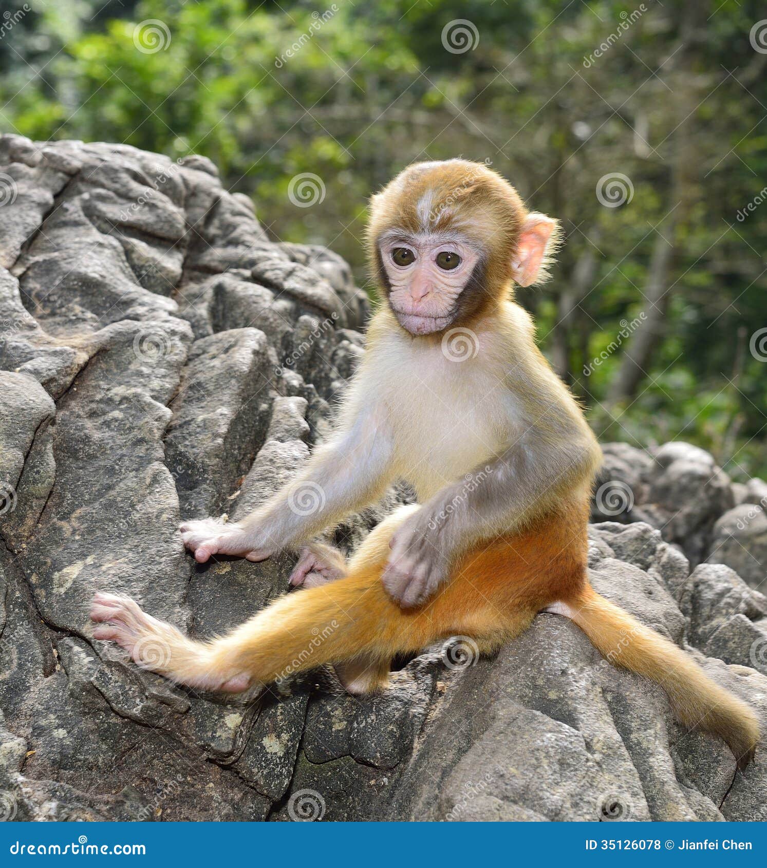 Baby Monkey stock photo. Image of single, monkey, bright - 35126078