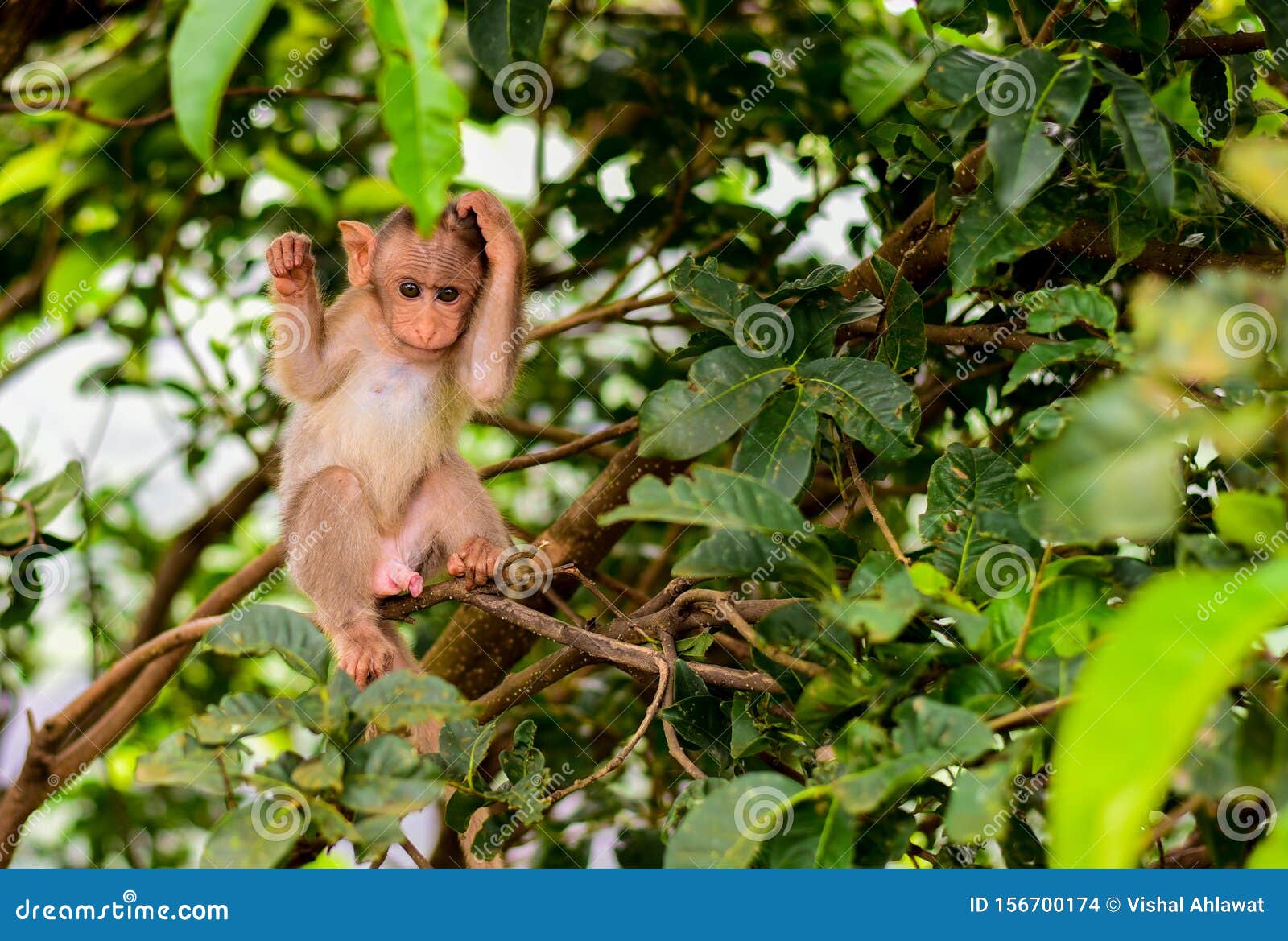Baby Monkey dit bonjour ! photo stock. Image du trouvaille - 156700174