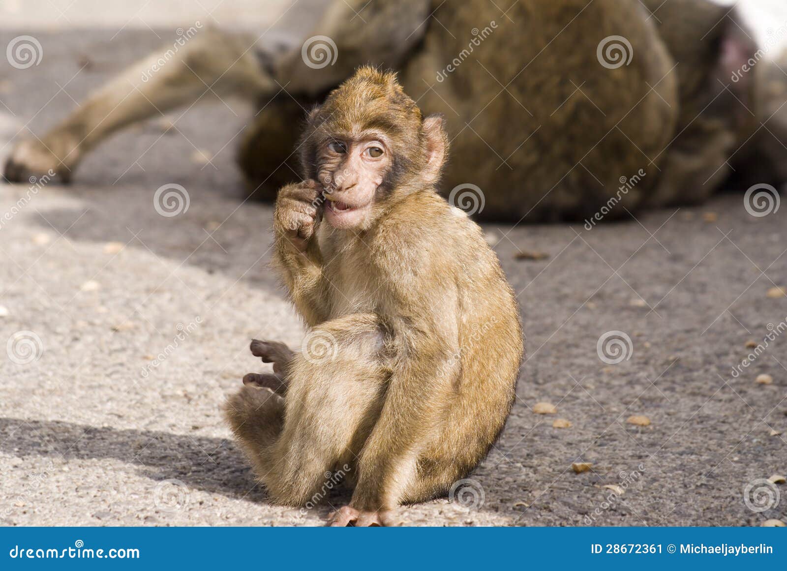 Baby Monkey Eating stock image. Image of animal, chewing - 28672361