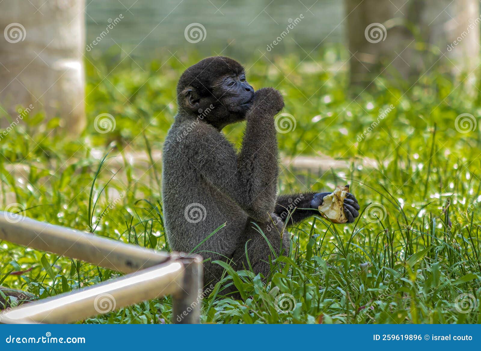 Baby monkey eating a fruit stock photo. Image of baby - 259619896