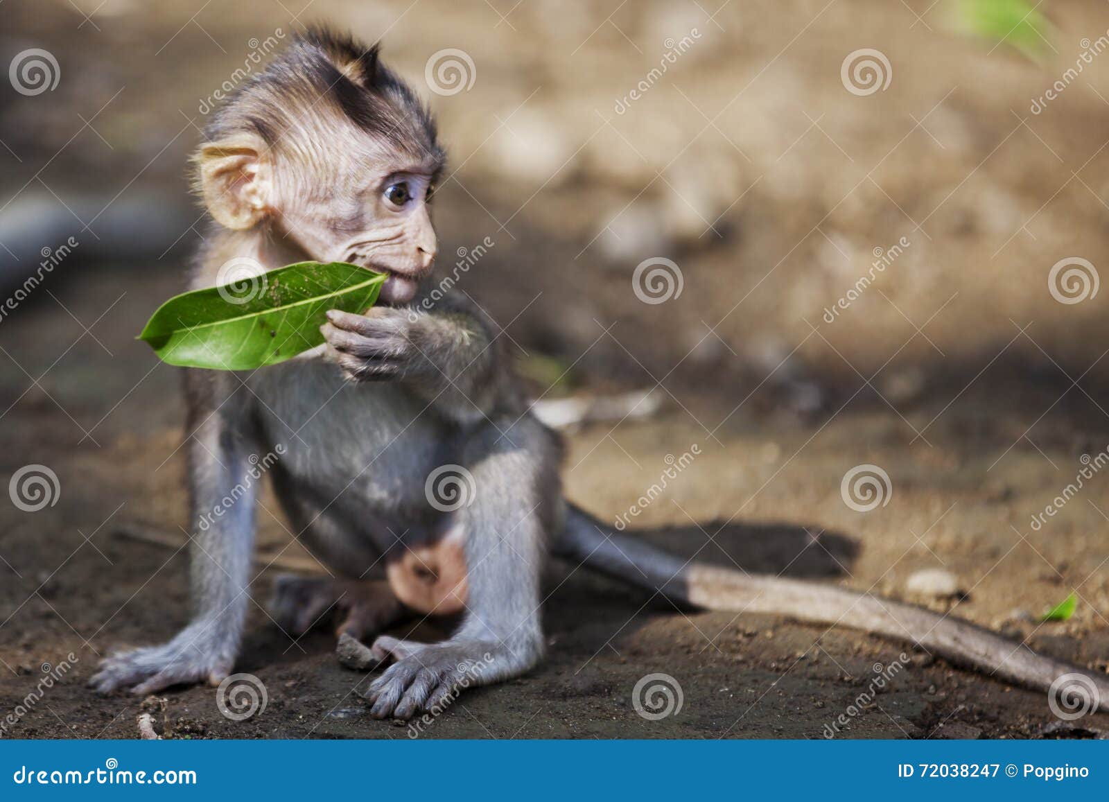 Monkey Eating Leaf Stock Photos - Royalty Free Pictures