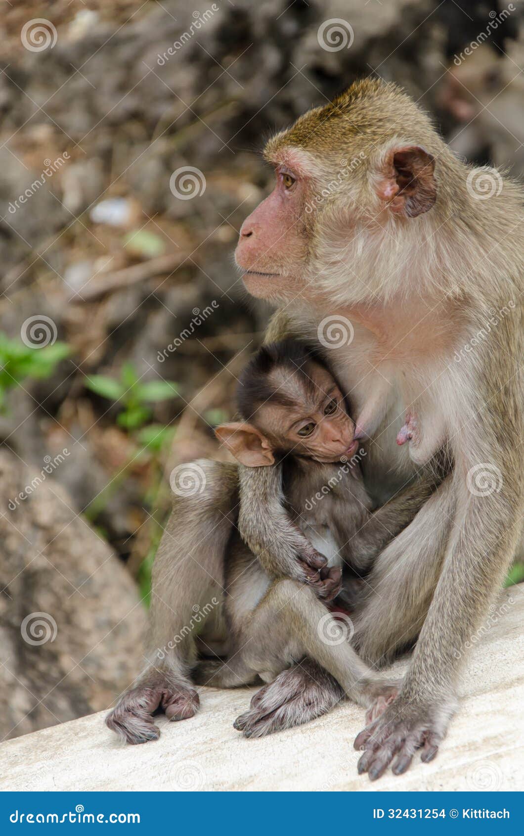 Baby Monkey Eating Milk From Mom Stock Photo - Image of starving ...