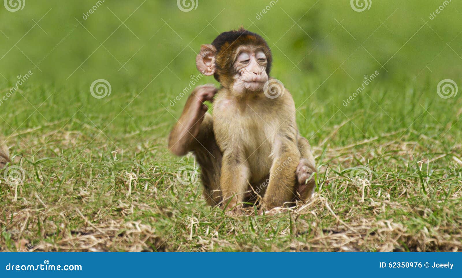 Baby Monkey Enjoying Scratch Stock Photo - Image of monkey, wildlife ...