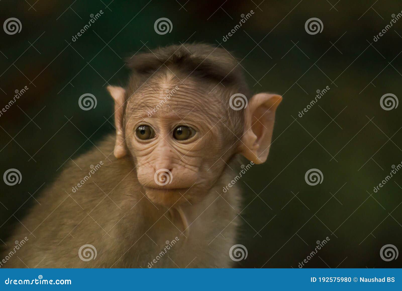 Baby monkey face stock photo. Image of face, muscle - 192575980