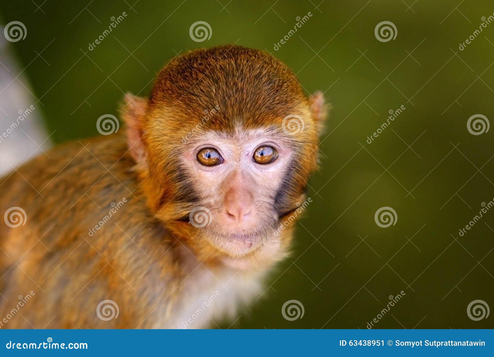 Baby monkey face stock image. Image of monkey, close - 63438951