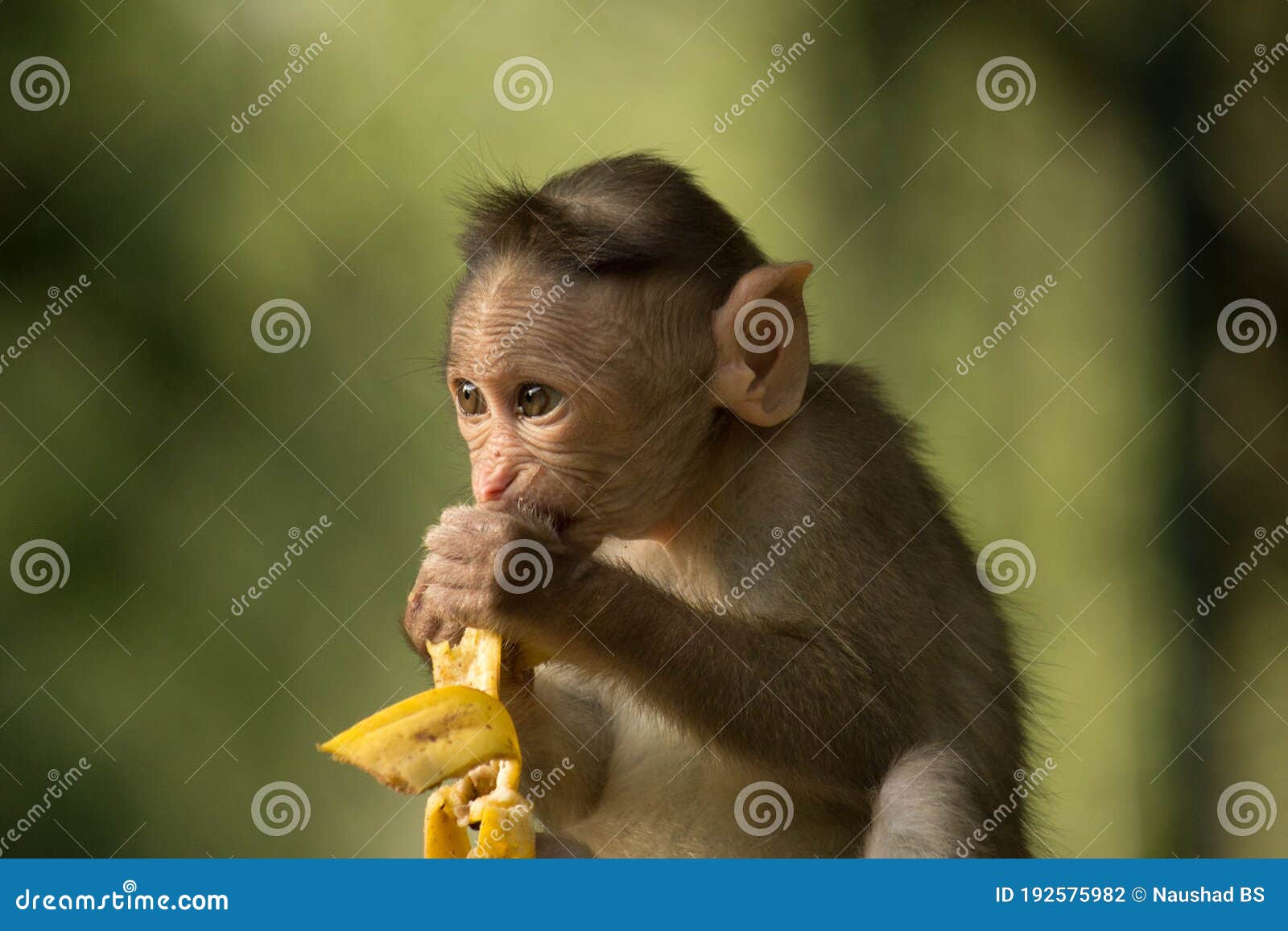 Baby Monkey Face Eating Banana Stock Photo - Image of monkey, face ...
