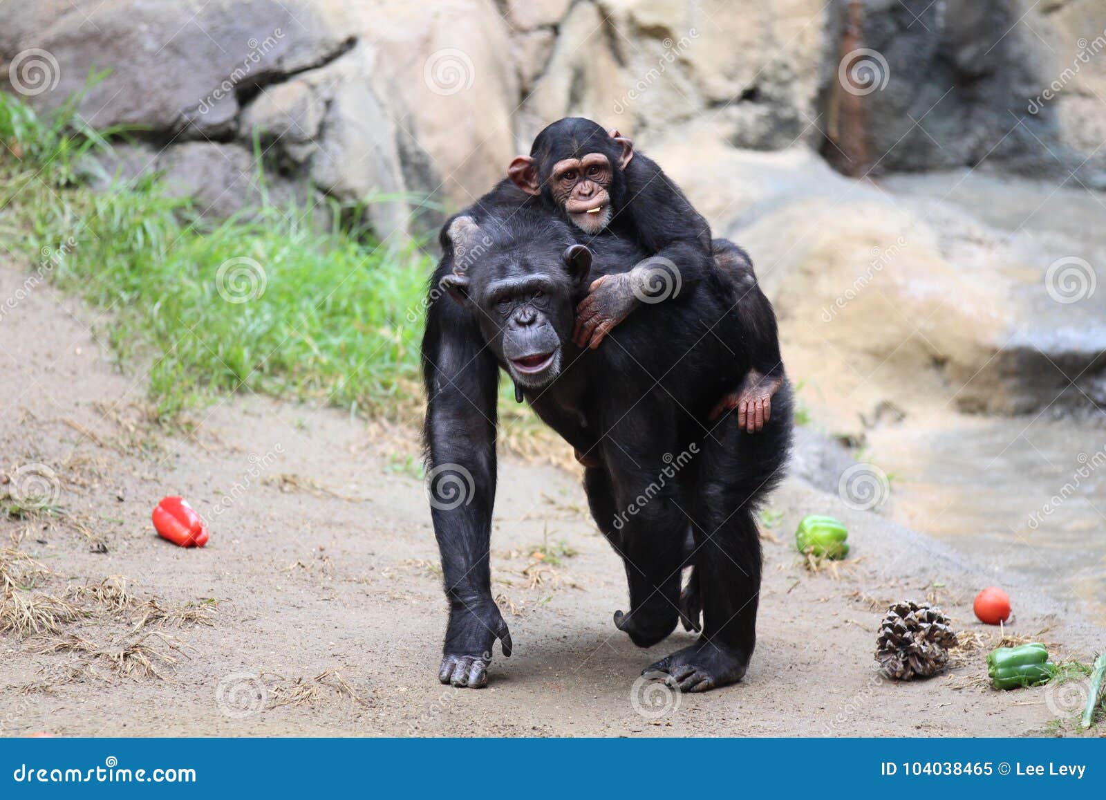 Mamma and baby monkey ride stock image. Image of posing - 104038465