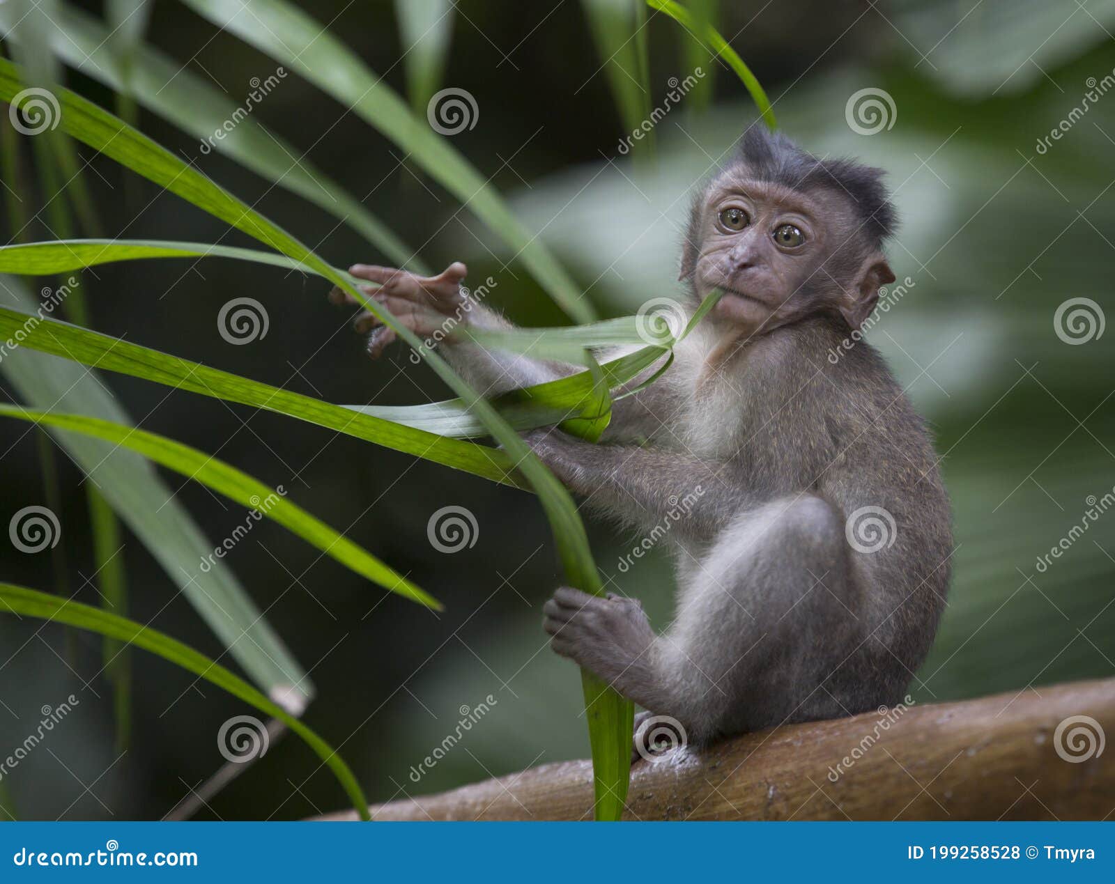A Baby Monkey Grabbing Leaves Stock Photo - Image of baby, grabbing ...