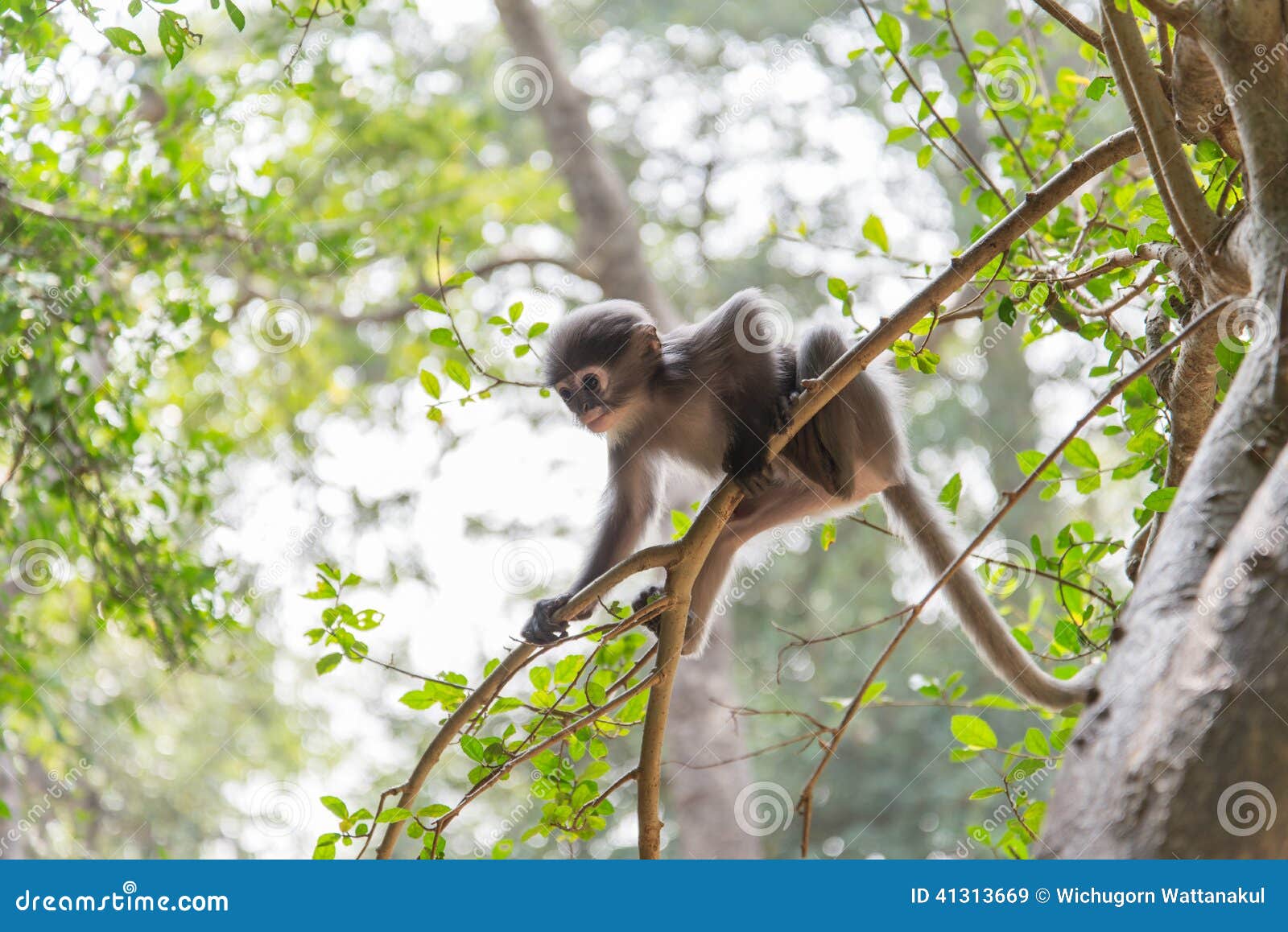 Baby Monkey Is Hanging On The Tree Stock Photo - Image: 41313669