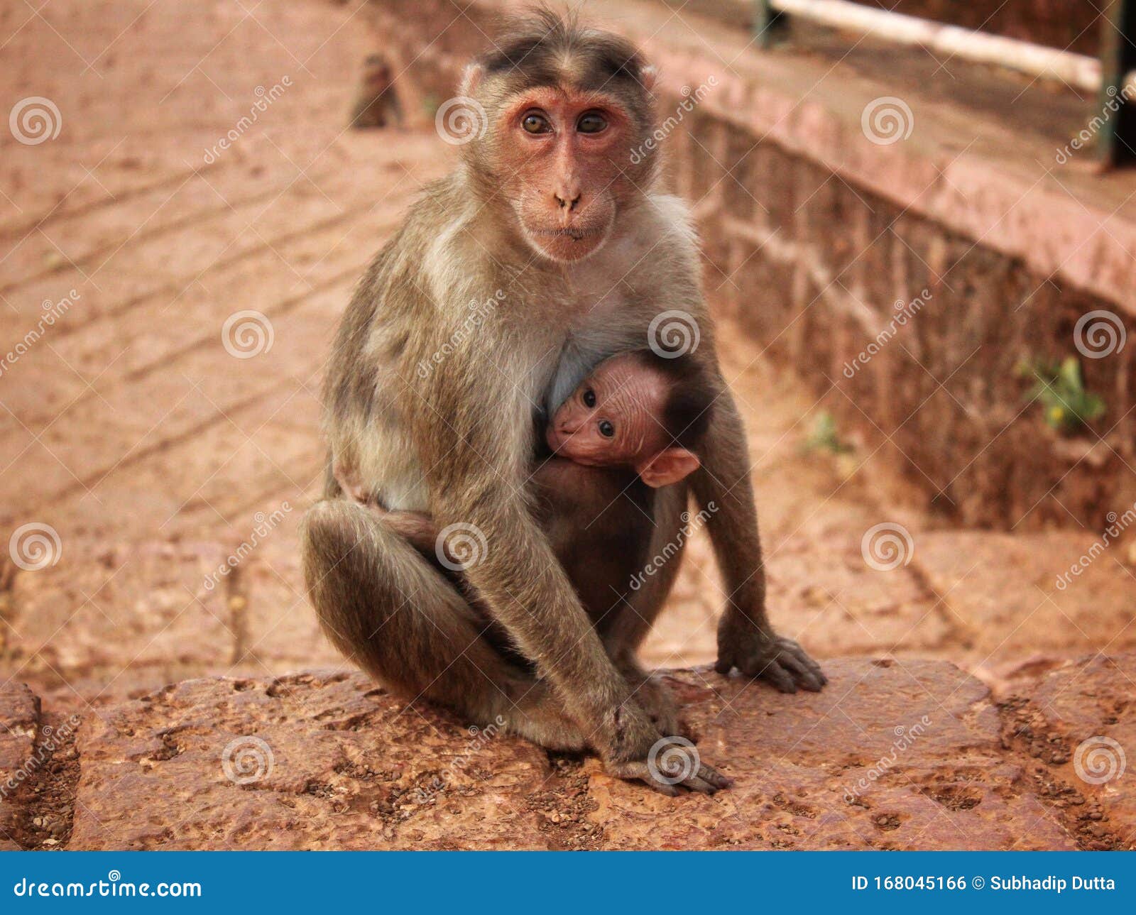 Baby Monkey with His Mother Stock Photo - Image of monkey, baby: 168045166