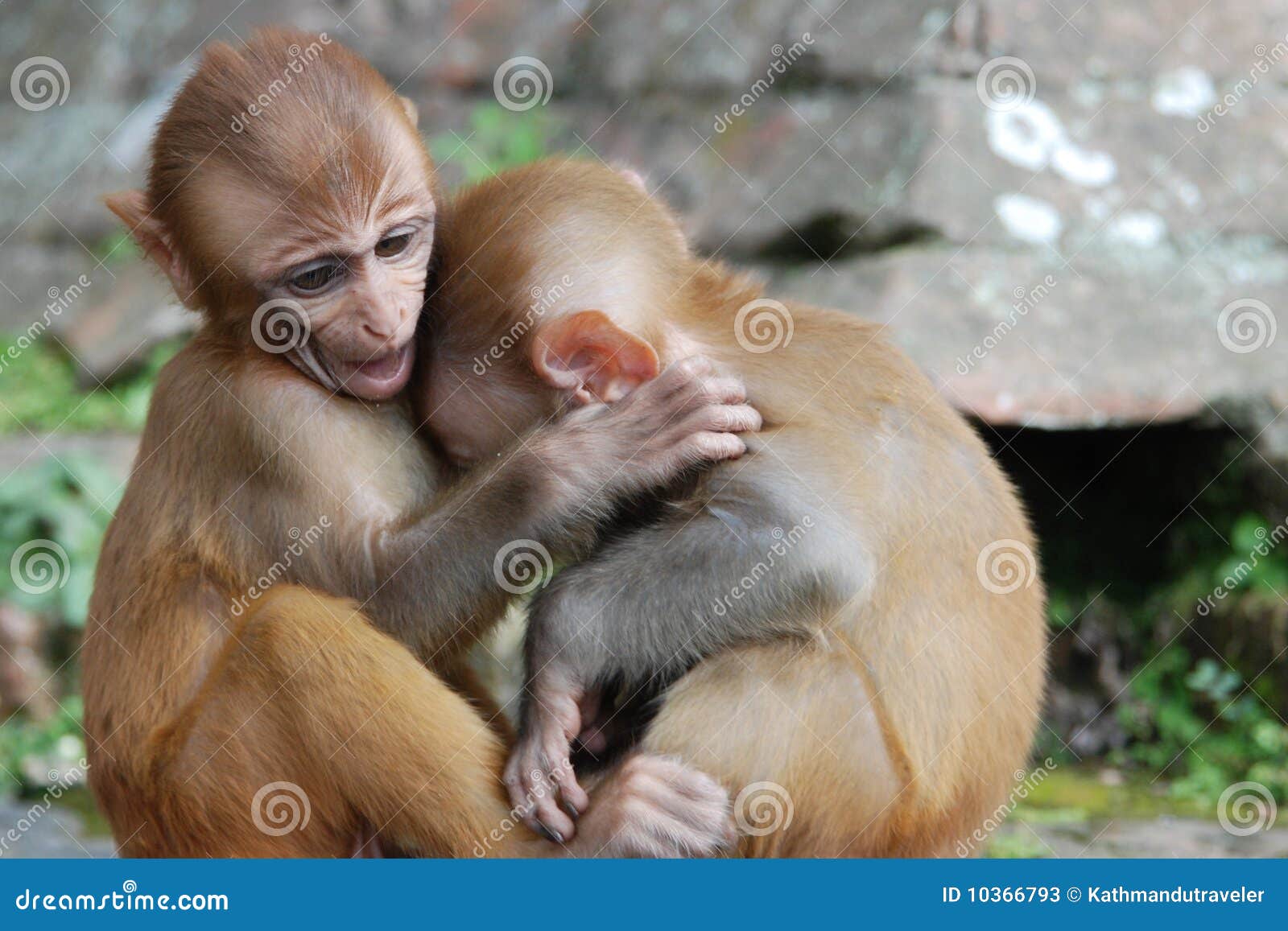 Baby Monkey Hug stock image. Image of rhesus, kathmandu - 10366793