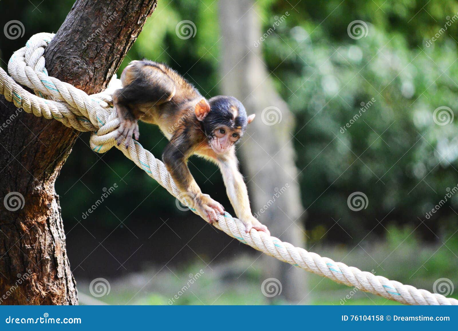 Baby monkey stock photo. Image of baby, fall, monkey - 76104158
