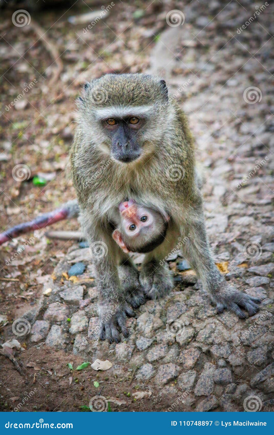 Monkey carrying her baby stock image. Image of carrying - 110748897