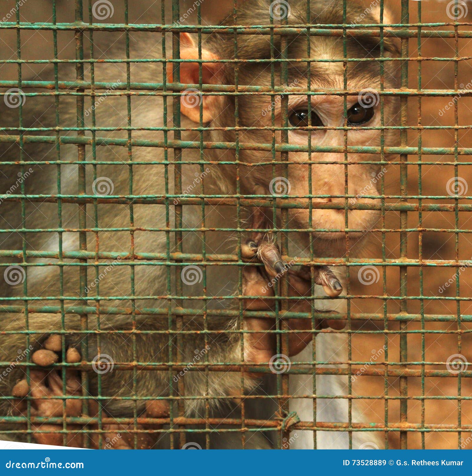 Baby monkey stock image. Image of cage, looking, baby - 73528889