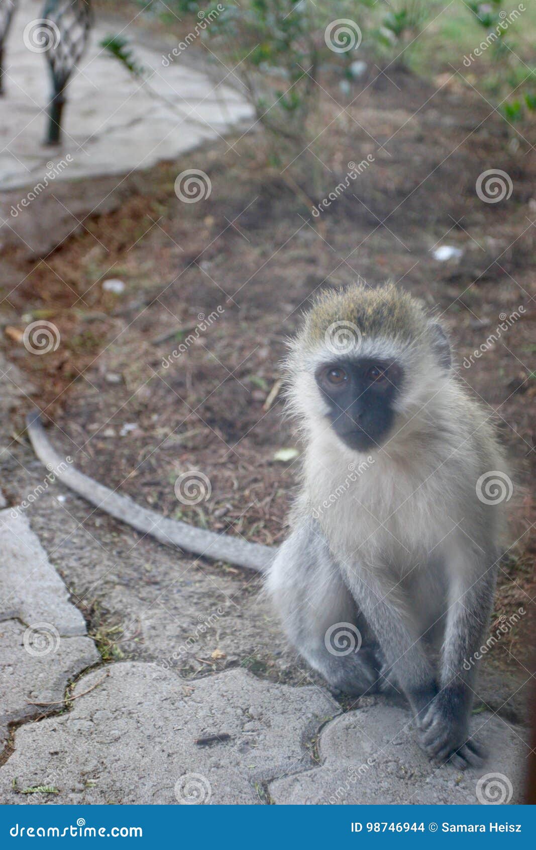 Baby Monkey Looks through the Window Stock Photo - Image of wildlife ...