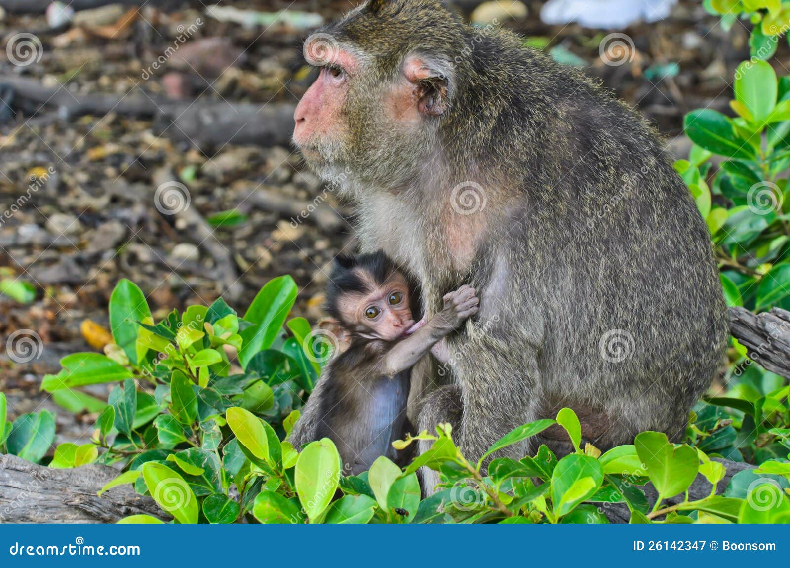 Baby Monkey Macaque Breastfeeding Stock Image - Image of rural, primate ...